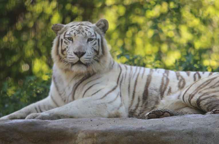 Safari Zoological Park (Caney, KS) | Explore Bartlesville, OK ...