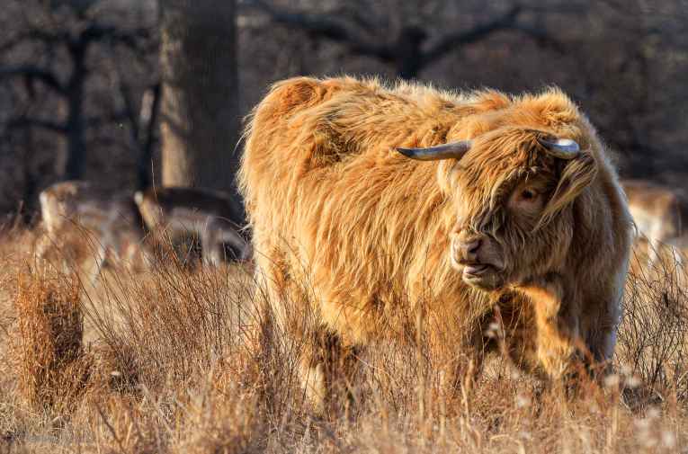 Woolaroc Museum and Wildlife Preserve | Explore Bartlesville, OK ...
